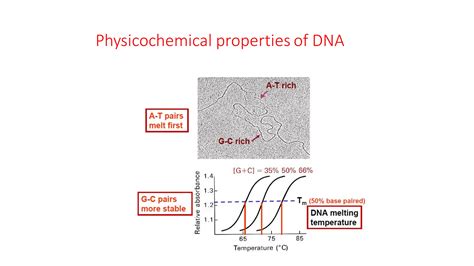 Molecular Biology Vet Biochem For Doctorspdf