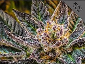 Sunshine Daydream 3d Weed Canvas 14 X 18 3d Trippy