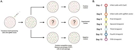 Cell Competition Assay At Rita Ware Blog