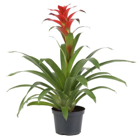 Bromeliads