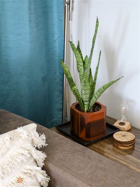 Gorgeous Indoor Plants That Love The Dark Improve My Home 24