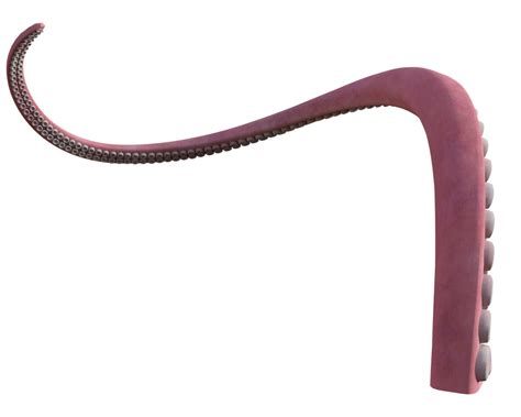 Free Tentacle 7 Png Overlay By Lewis4721 On Deviantart