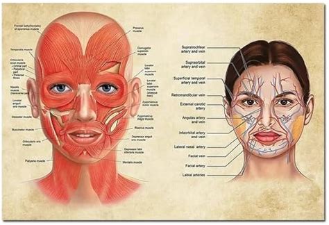 Face Anatomy Skin Diagram