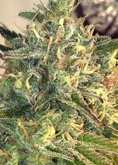 Auto Moby Dick Strain Info Auto Moby Dick Weed By Gb Strains
