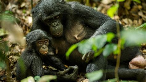 Wwf Accused Of Funding Torture And Sex Abuse