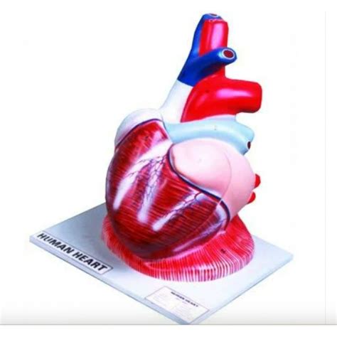 Buy Biological Models Get Price For Lab Equipment