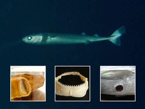 Fearless Cookiecutter Shark Taking On Great Whites Uf Scientists Find