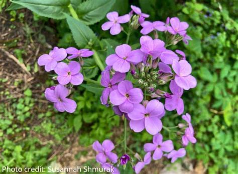 19 Weeds With Purple Flowers Guide For Foragers