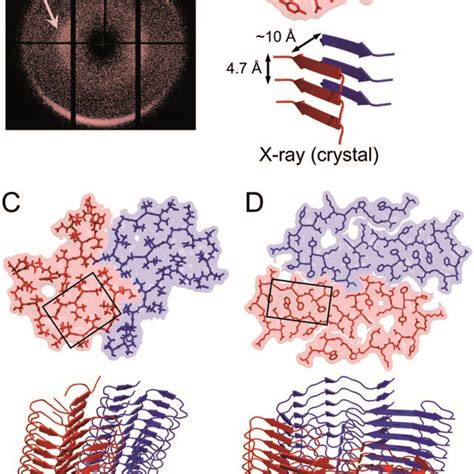 A Cross β Wide Angle X Ray Diffraction Pattern The Distances