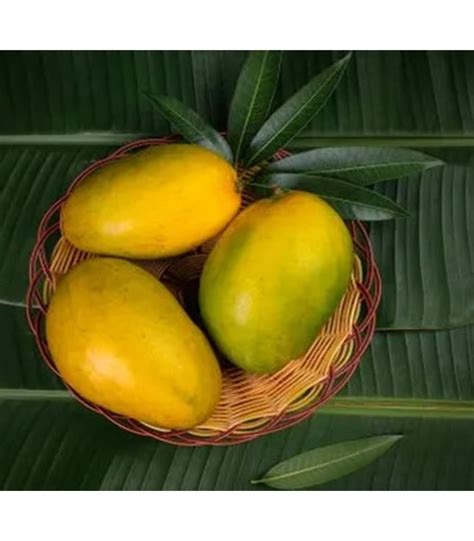 Imam Pasand Himayat Mango