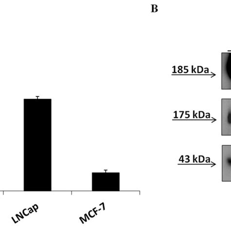 Expression Of Erbb2 Egfr And Pd L1 On Tumor Cell Lines Cell Elisa Download Scientific