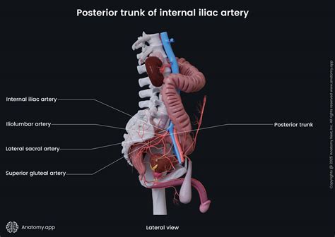 Posterior Trunk Of Internal Iliac Artery Male Anatomyapp