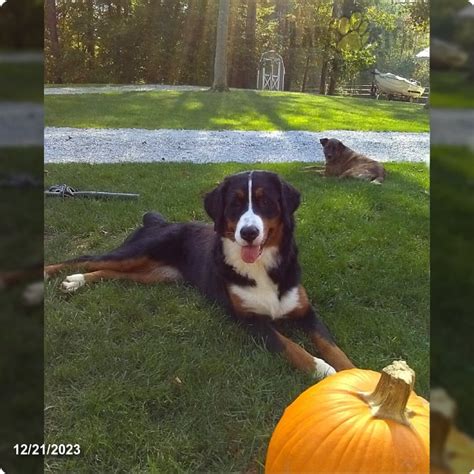 Daniel Troyer Lancaster Puppies