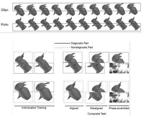 Greeble Individuation And Matching From Chua Et Al 2015 Download Scientific Diagram