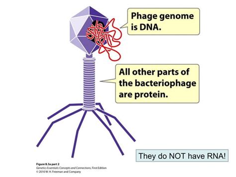 Genetics Chapter 7 Dna Structure And Replication Ppt