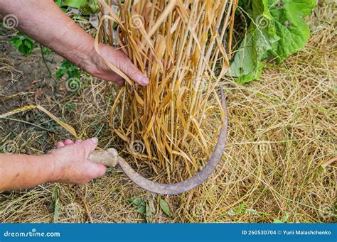 Manual Harvesting Sickle At Theresa Chapa Blog