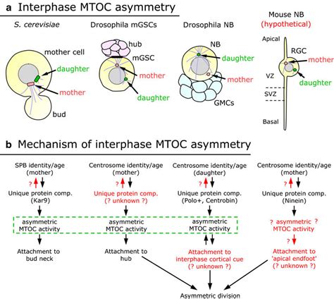 Interphase Mtoc Asymmetry A A Cartoon Illustrating A Single Interphase