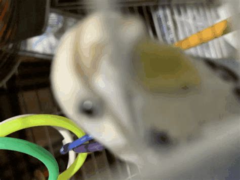 Emre Atar çiko Meme Emre Atar Çiko Discover And Share S