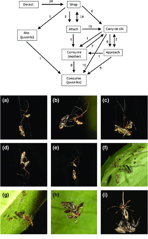 Ethogram Of Predatory Behaviour And Maternal Food Provisioning By