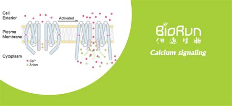 第二信使——钙离子（一） 知乎