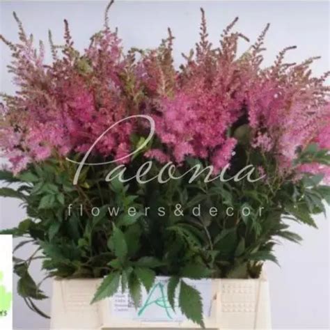 Купить Астильба Gloria Purpureа фиолетовая 50см оптом | Paeonia
