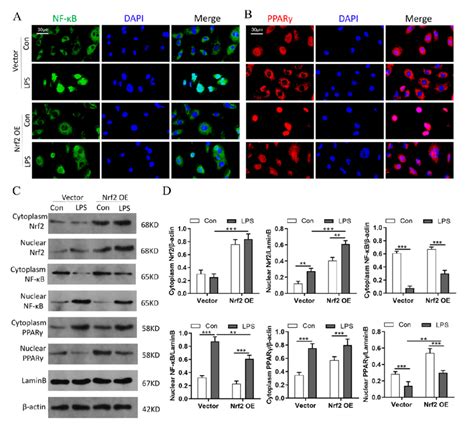 Nrf2 Overexpression In Vitro Promotes Pparγ But Inhibits Nf−κb Nuclear Download Scientific