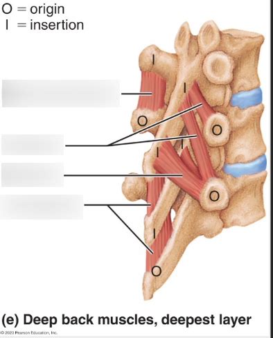 Diagram Of Deep Back Muscles Deepest Layer Quizlet