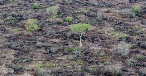 Lanzaron Una Consulta Popular Para Definir Si Los Desmontes Ilegales E
