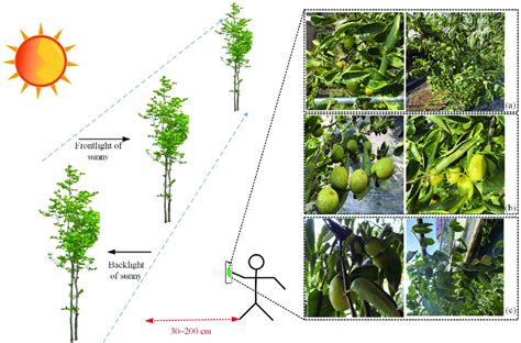 The Acquisition Process Of The Dataset A Images Under Occlusion