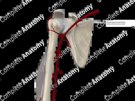 Thoracoacromial Artery Complete Anatomy