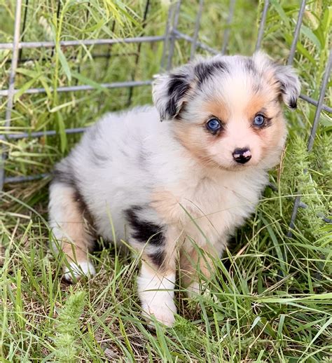 Toy Aussies For Sale In Minnesota At Irma Spafford Blog