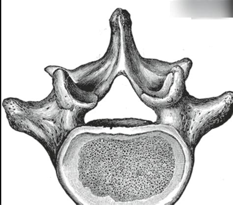 General Vertebrae Features Diagram Quizlet