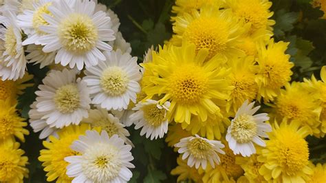 Krisan Kuning Putih Foto Gratis Di Pixabay Pixabay