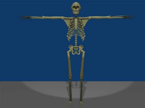 My Skeleton Modeling Blender Artists Community