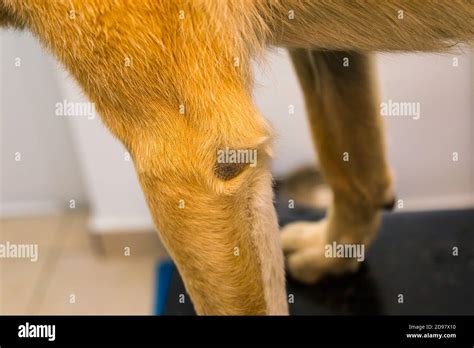 Callus Pyoderma Of The Elbow In A Two Year Old Dog Although The Dog