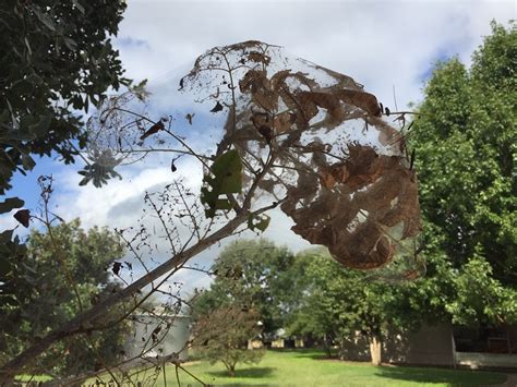 Pecan Caterpillars Backbone Valley Nursery