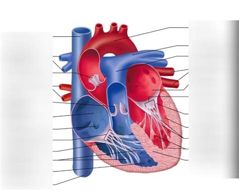 Heart Pt 2 Diagram Quizlet
