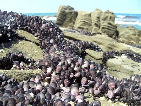 Mussel Beds The Unsung Invertebrate Homestead Oceanbites