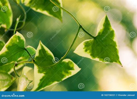 Plant With Green Triangle Leaves Stock Image Image Of Nature Forest