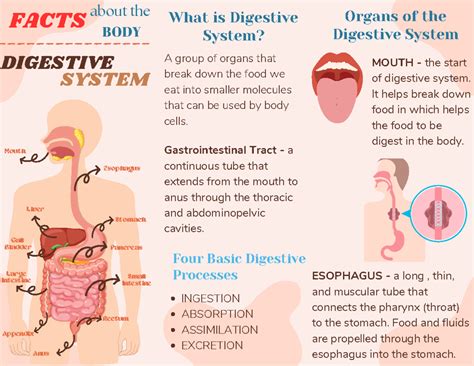 Brochure In Digestive System Facts What Is Digestive System A Group