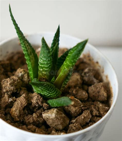 Home Ornamental Plants Succulent Flower Tiny Succulent Flower Stock