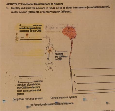 Solved Activir 3∼ Functional Classifications Of Neurons 1