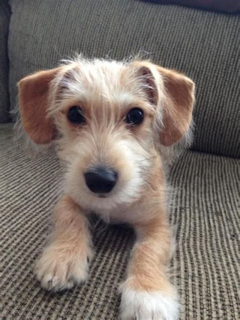 Wire Haired Dachshund Terrier Mix