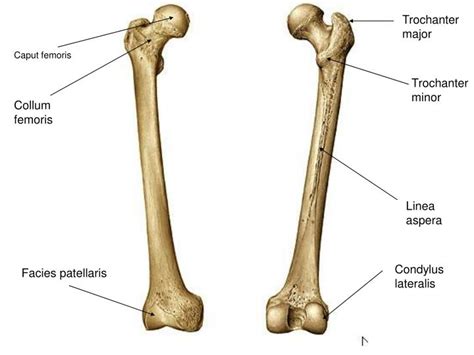 Ppt Cinguli Membri Inferior Powerpoint Presentation Id 1130189