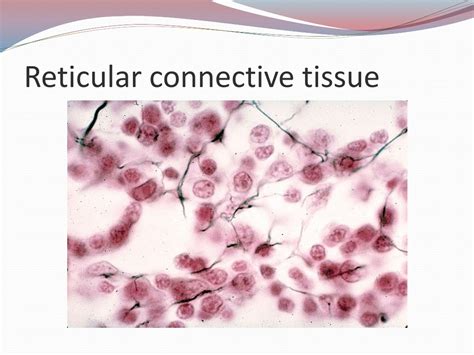 Ppt Types Of Tissues Powerpoint Presentation Free Download Id146457