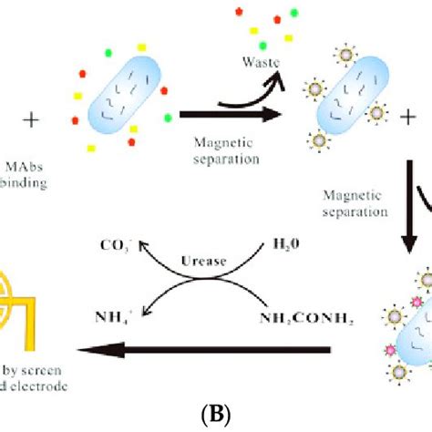 Pdf Biosensors Coupled With Signal Amplification Technology For The