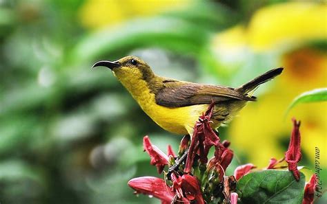 Olive Backed Sunbird Photograph By Analyn Cabras Fine Art America