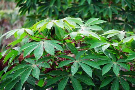 Cassava Leaf Plant Background Close Up Of Cassava Leaves Stock Image
