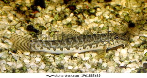 1 Imágenes De Paracanthocobitis Imágenes Fotos Y Vectores De Stock Shutterstock