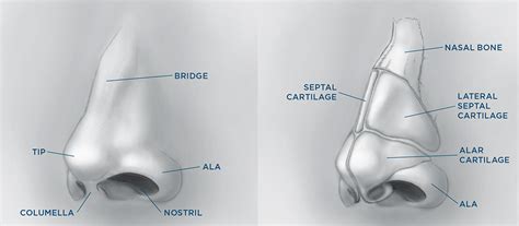 Nasal Valve Repair Saigal Facial Plastic Surgery